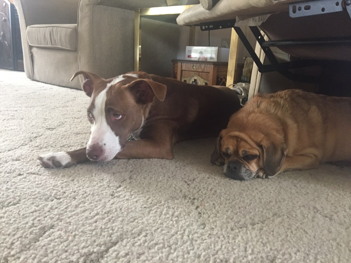 Application Process – KarmaSue