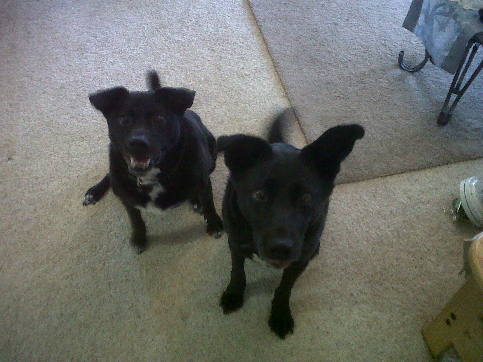 Mission & Vision – KarmaSue