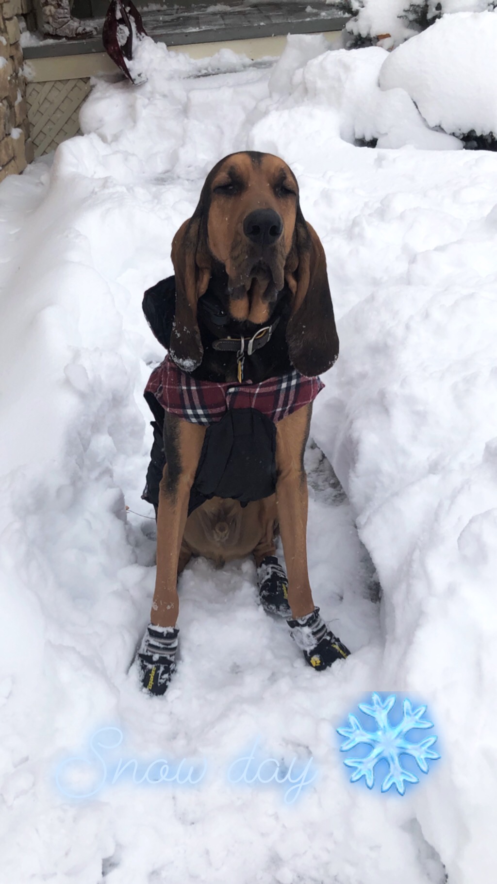 THE FAITHFUL COMPANION, MOOSE – KarmaSue