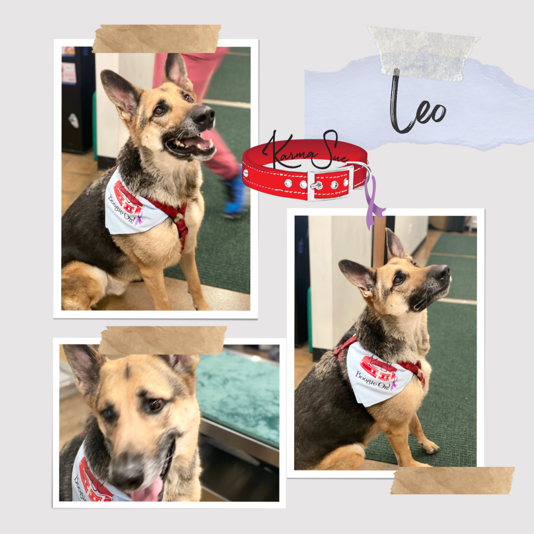 Leo, the Gentle German Shepherd – KarmaSue