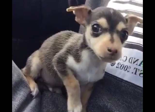 Cheech: Big Love in a Small Package – KarmaSue